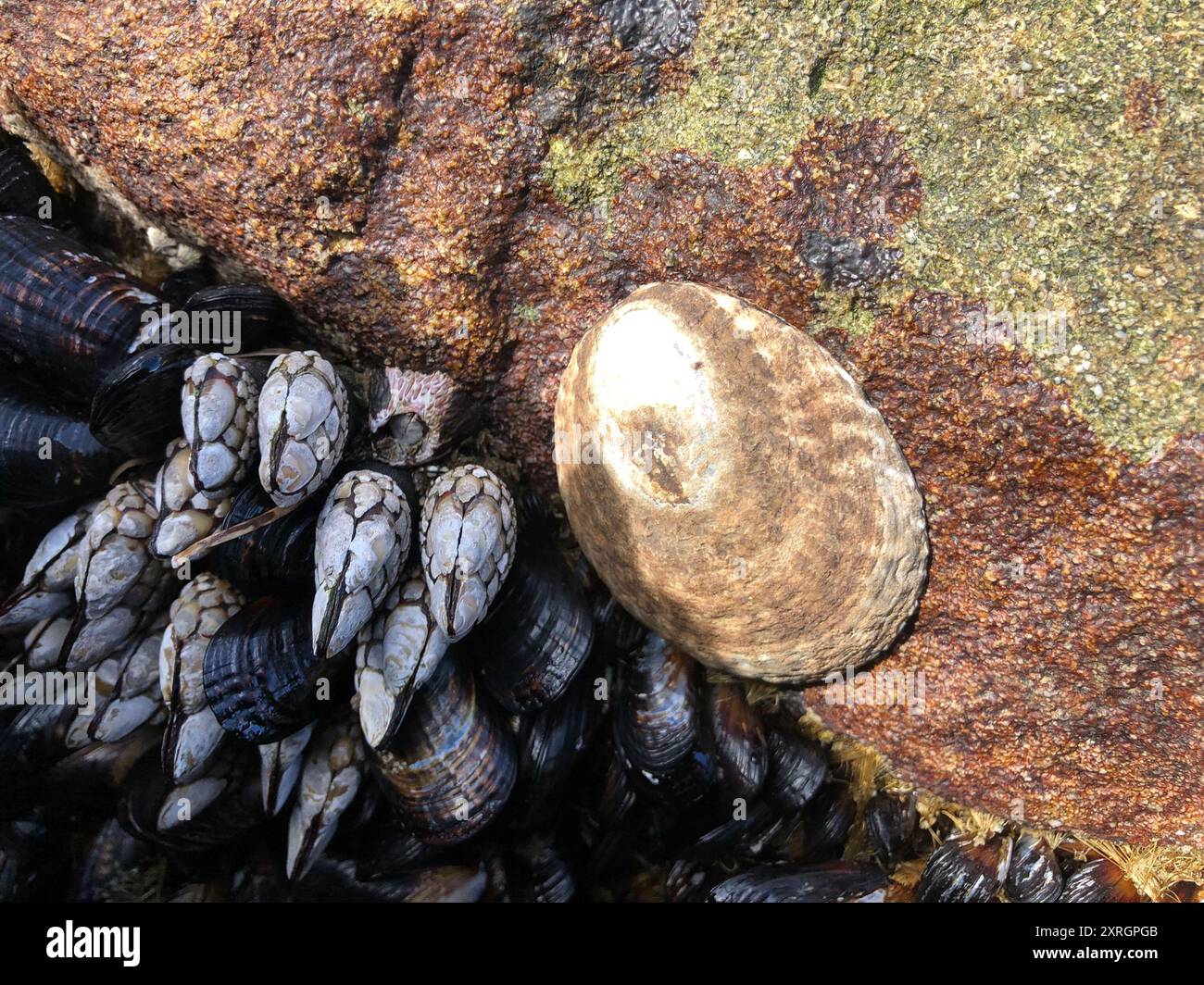 Owl Limpet (Lottia gigantea) Mollusca Stock Photo - Alamy
