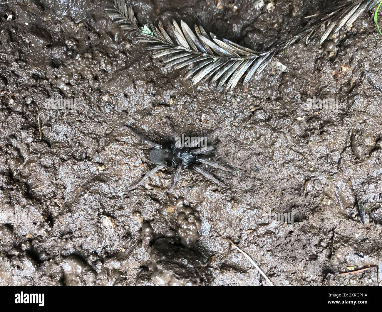 False Tarantula (Calisoga longitarsis) Arachnida Stock Photo - Alamy