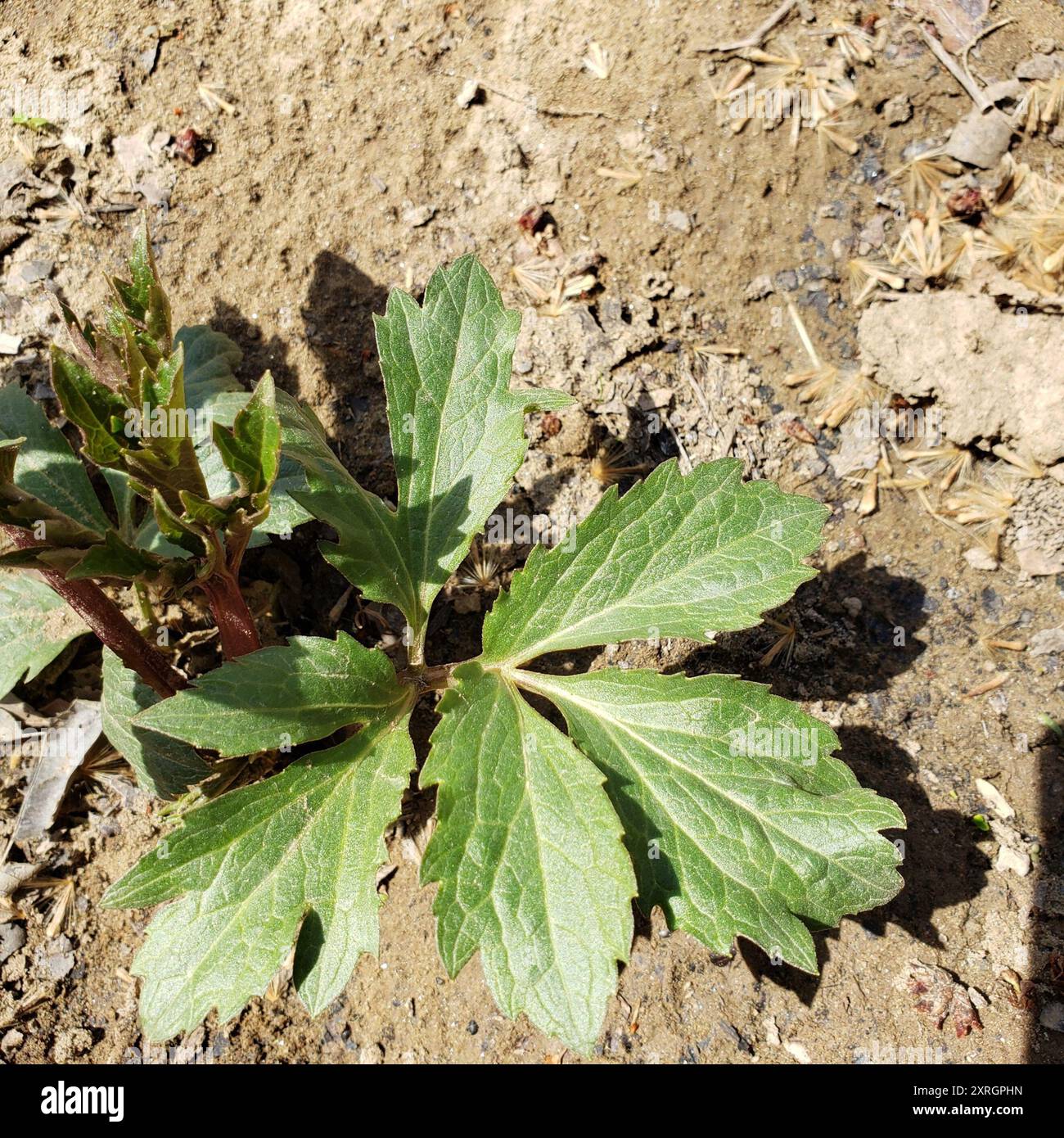 cutleaf coneflower (Rudbeckia laciniata) Plantae Stock Photo - Alamy