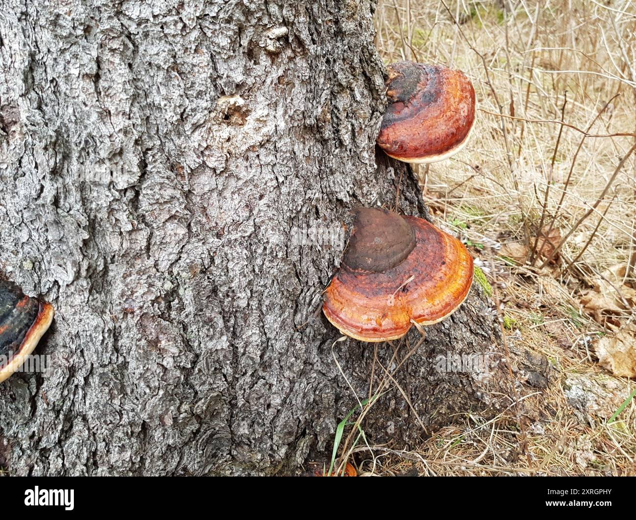 Red-banded Polypore (Fomitopsis pinicola) Fungi Stock Photo - Alamy