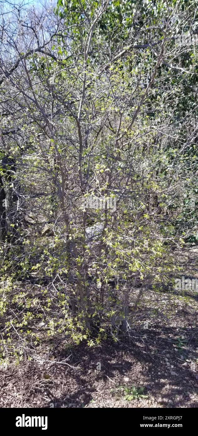 Cedar Elm (Ulmus crassifolia) Plantae Stock Photo - Alamy