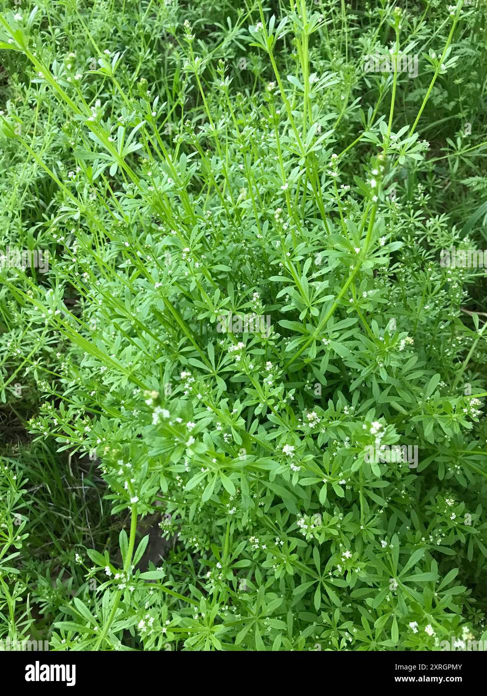 catchweed bedstraw (Galium aparine) Plantae Stock Photo - Alamy