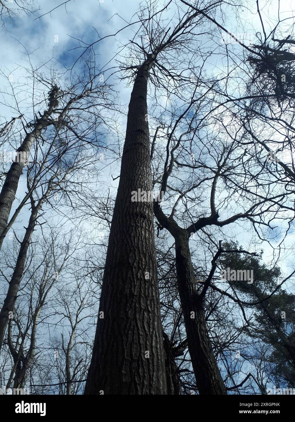 bigtooth aspen (Populus grandidentata) Plantae Stock Photo - Alamy