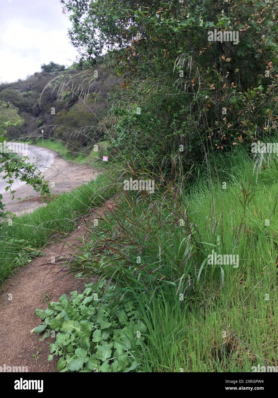 Smilo Grass (Oloptum miliaceum) Plantae Stock Photo - Alamy
