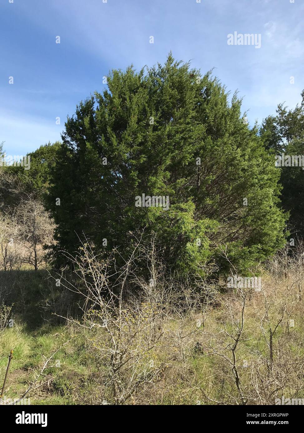 Ashe juniper (Juniperus ashei) Plantae Stock Photo - Alamy