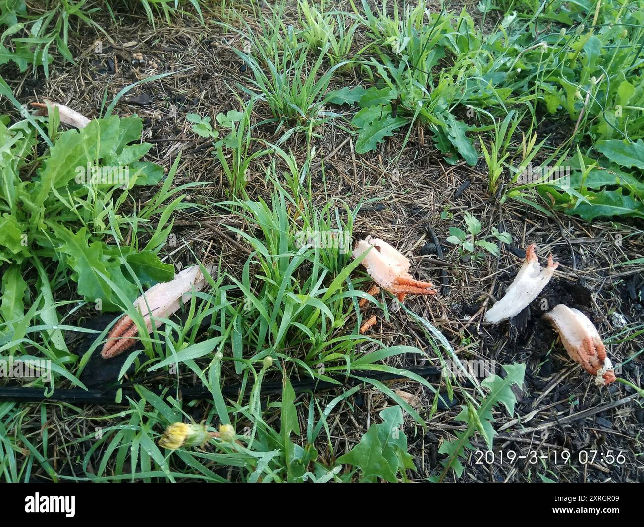 lantern stinkhorn (Lysurus mokusin) Fungi Stock Photo - Alamy