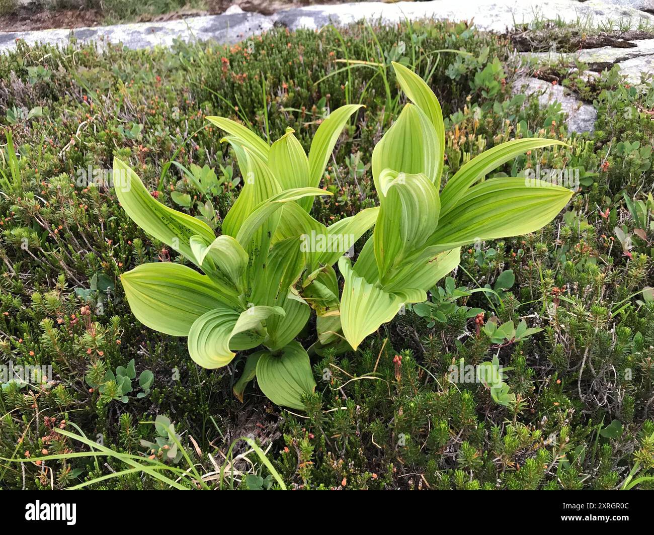 green false hellebore (Veratrum viride) Plantae Stock Photo - Alamy