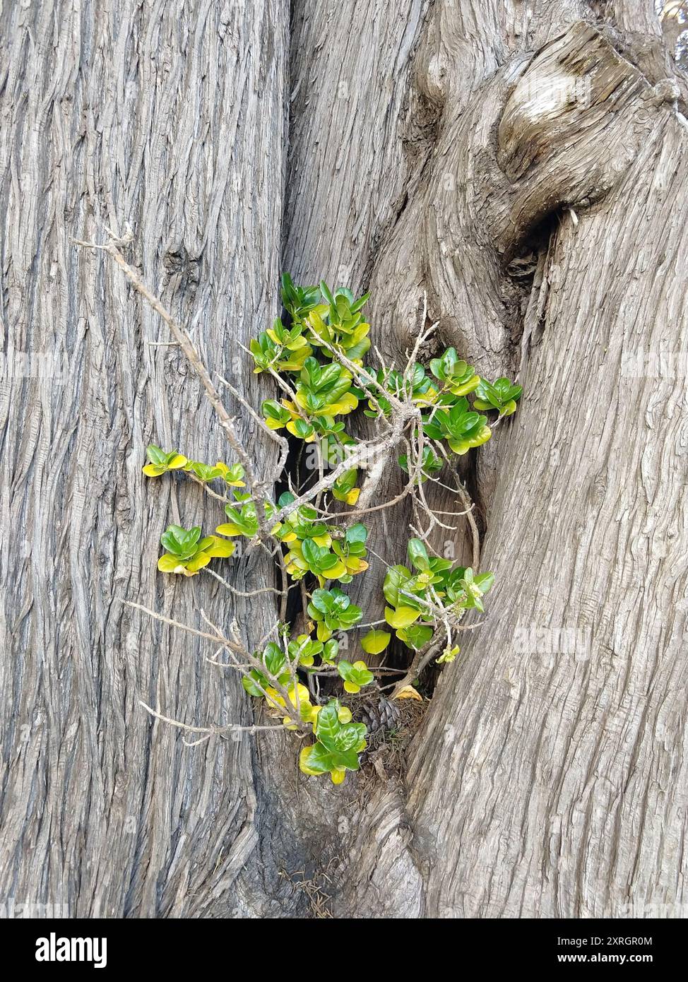 Taupata (Coprosma repens) Plantae Stock Photo - Alamy