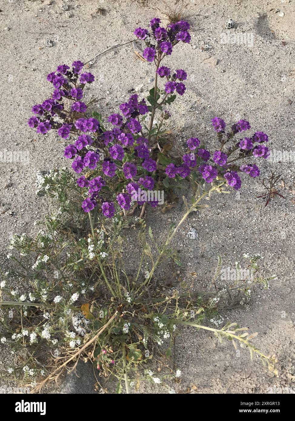 Notch-leaf Scorpionweed (Phacelia crenulata) Plantae Stock Photo - Alamy