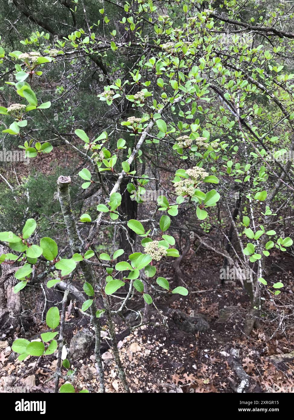 Rusty Blackhaw (Viburnum rufidulum) Plantae Stock Photo - Alamy