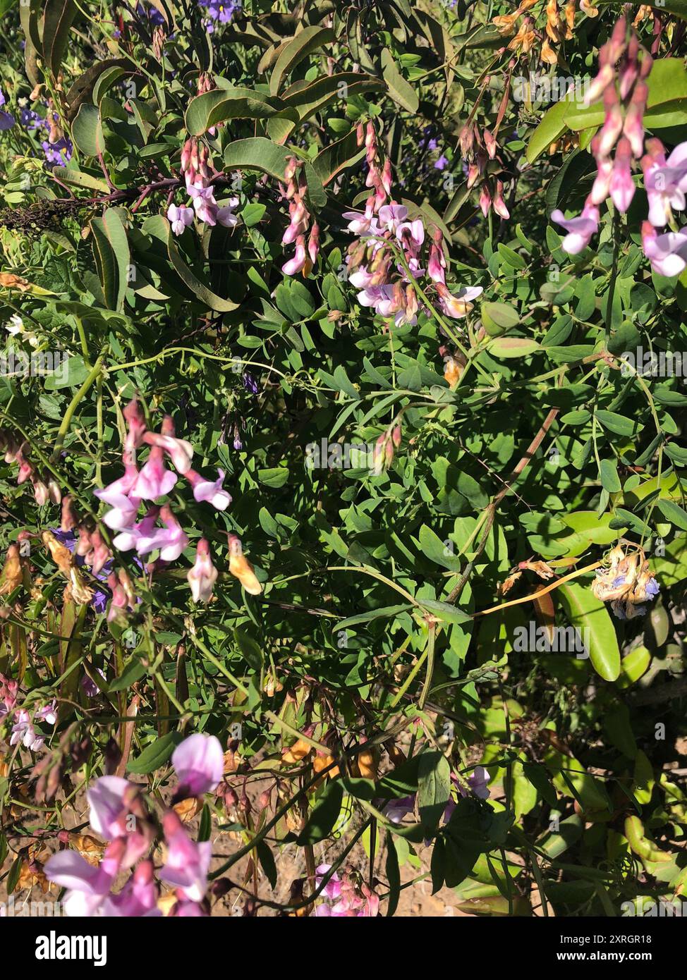 Pacific pea (Lathyrus vestitus) Plantae Stock Photo - Alamy
