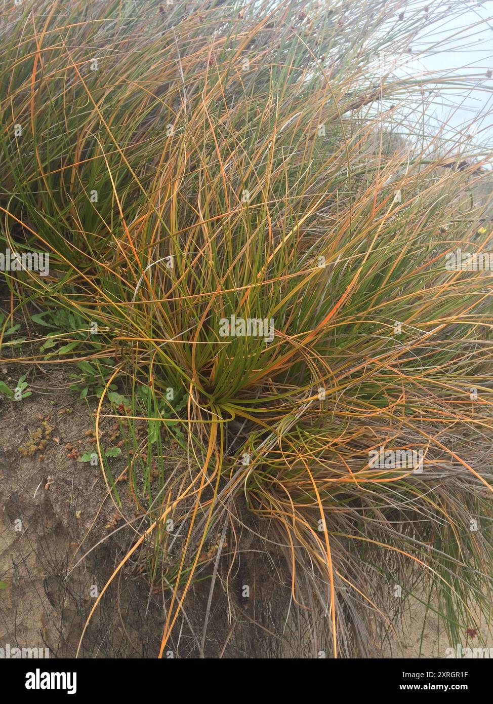 Pingao (Ficinia spiralis) Plantae Stock Photo - Alamy