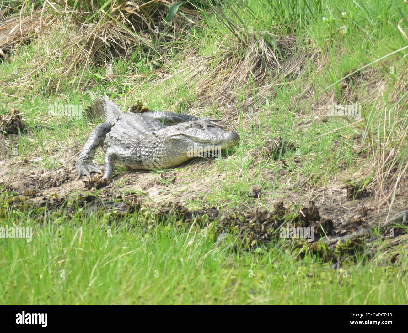 Broad-snouted Caiman (Caiman latirostris) Reptilia Stock Photo - Alamy