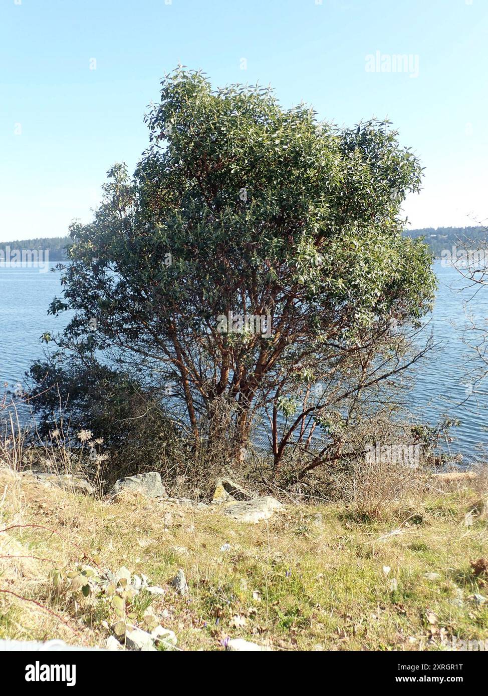 Pacific madrone (Arbutus menziesii) Plantae Stock Photo - Alamy