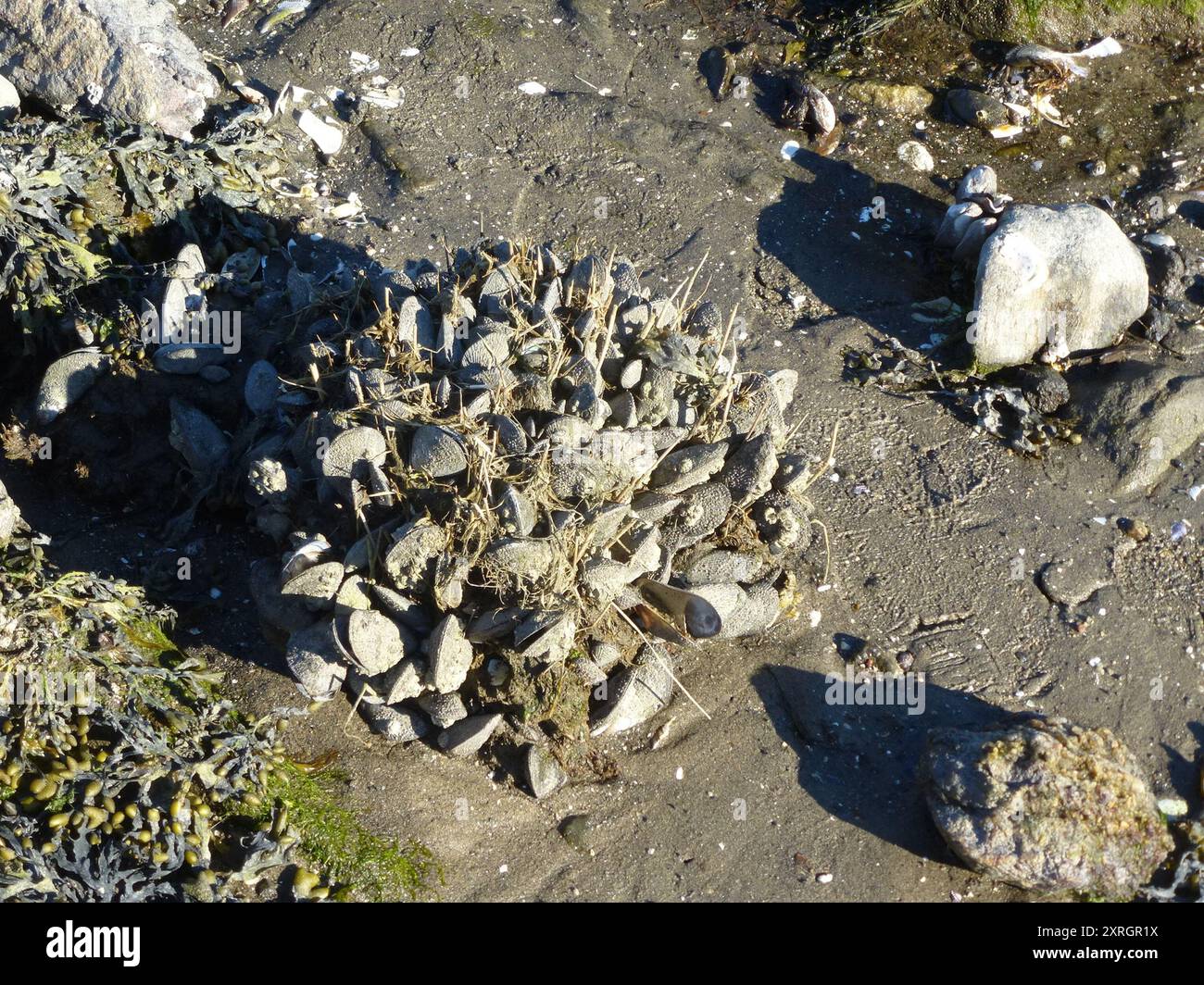 Atlantic Ribbed Mussel (Geukensia demissa) Mollusca Stock Photo - Alamy