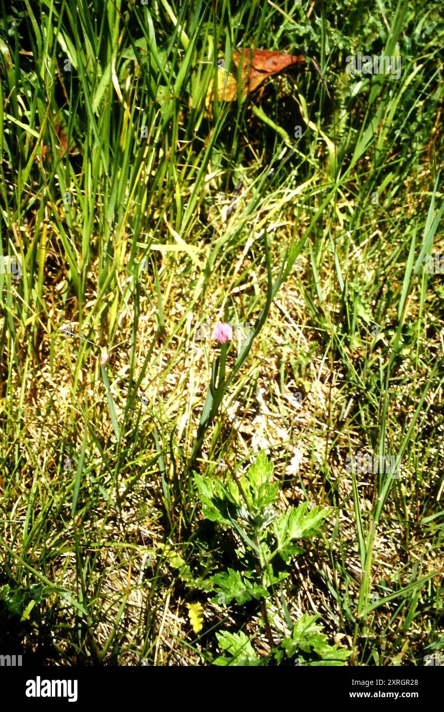 Grass Vetchling (Lathyrus nissolia) Plantae Stock Photo - Alamy