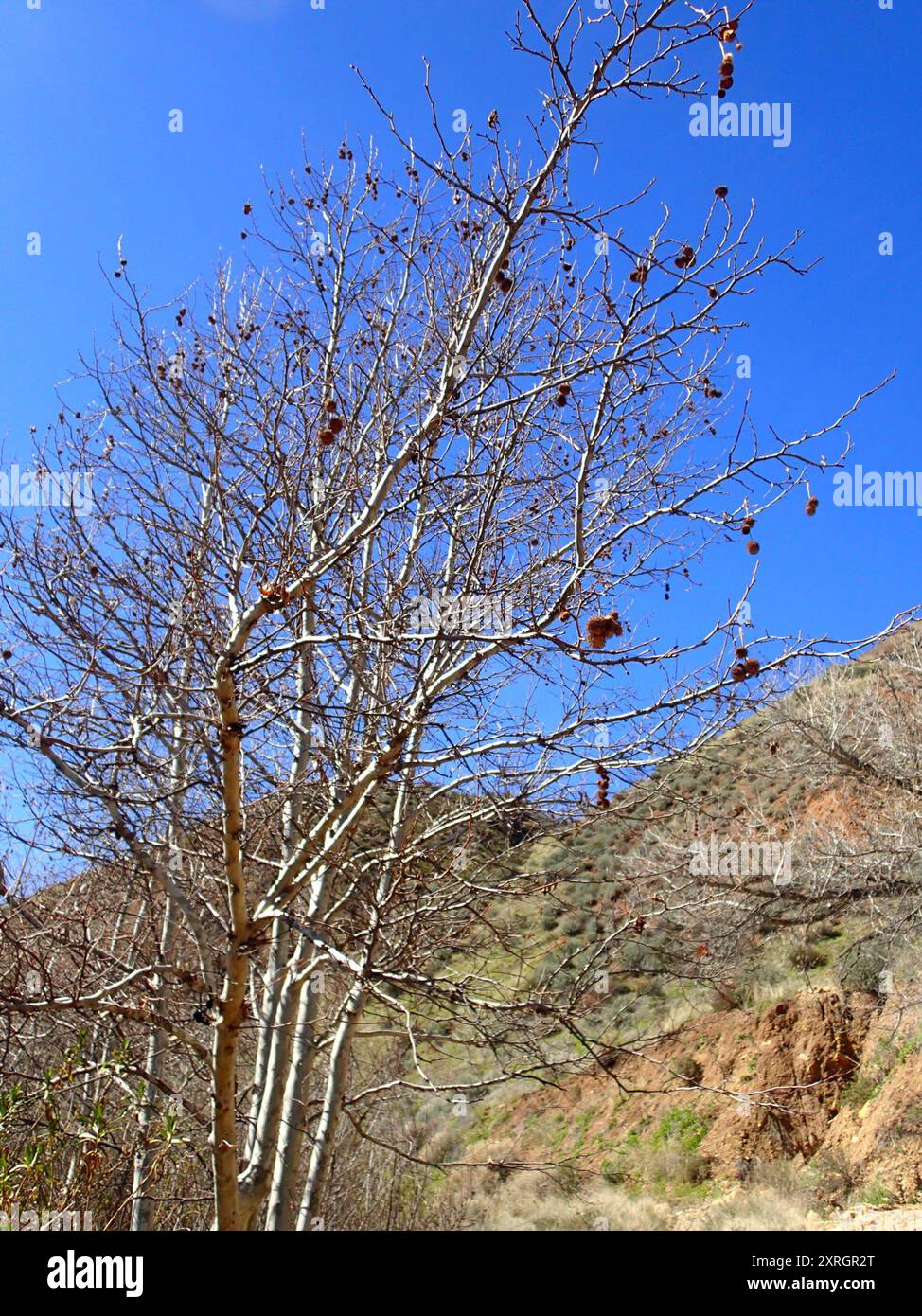 western sycamore (Platanus racemosa) Plantae Stock Photo - Alamy