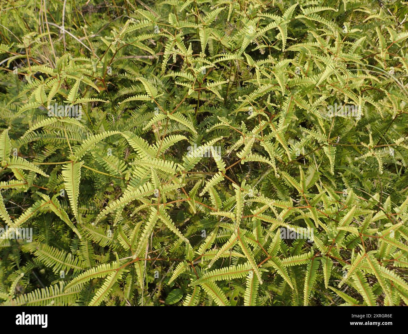 false staghorn fern (Dicranopteris linearis) Plantae Stock Photo - Alamy