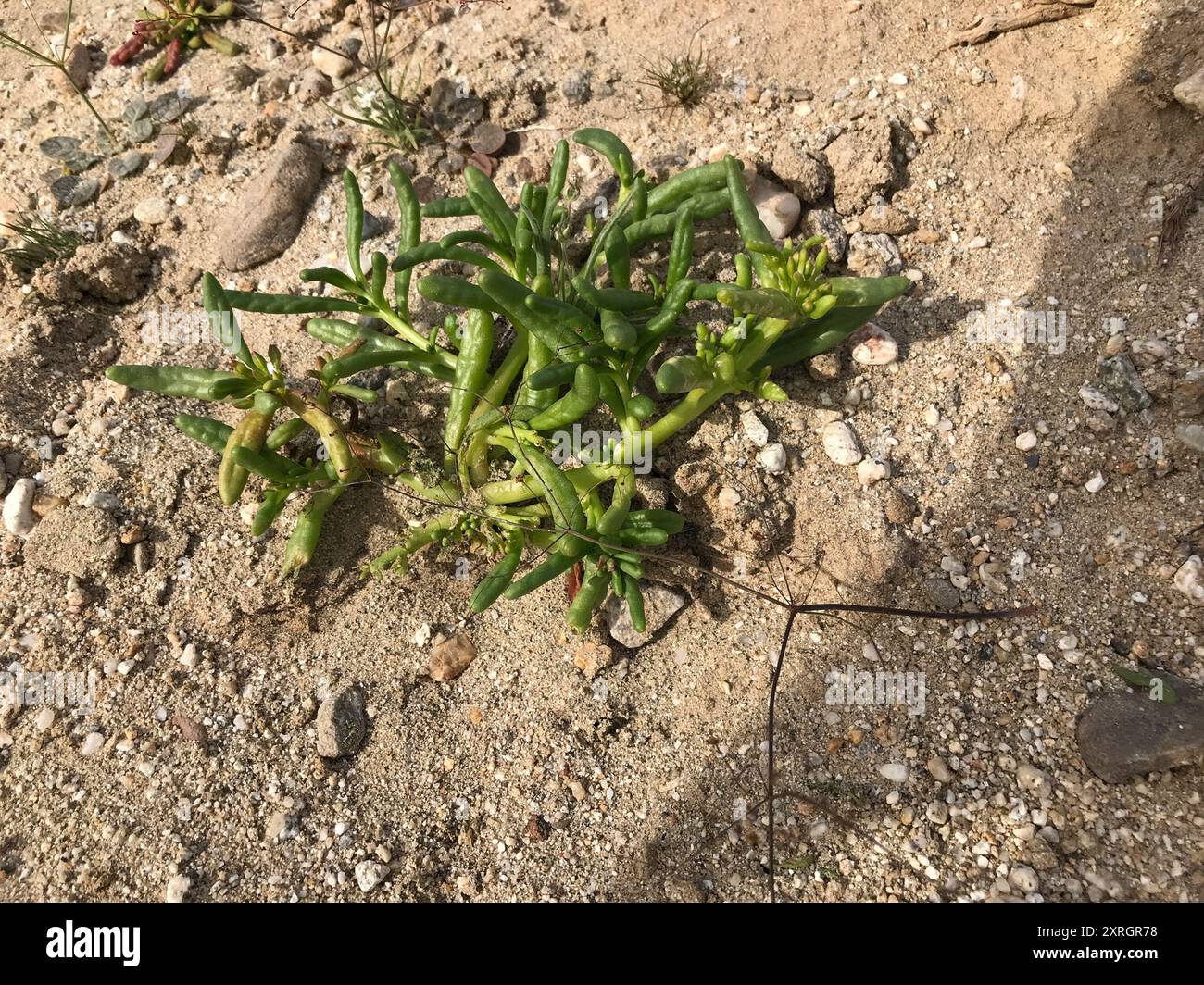 desert rockpurslane (Cistanthe ambigua) Plantae Stock Photo - Alamy