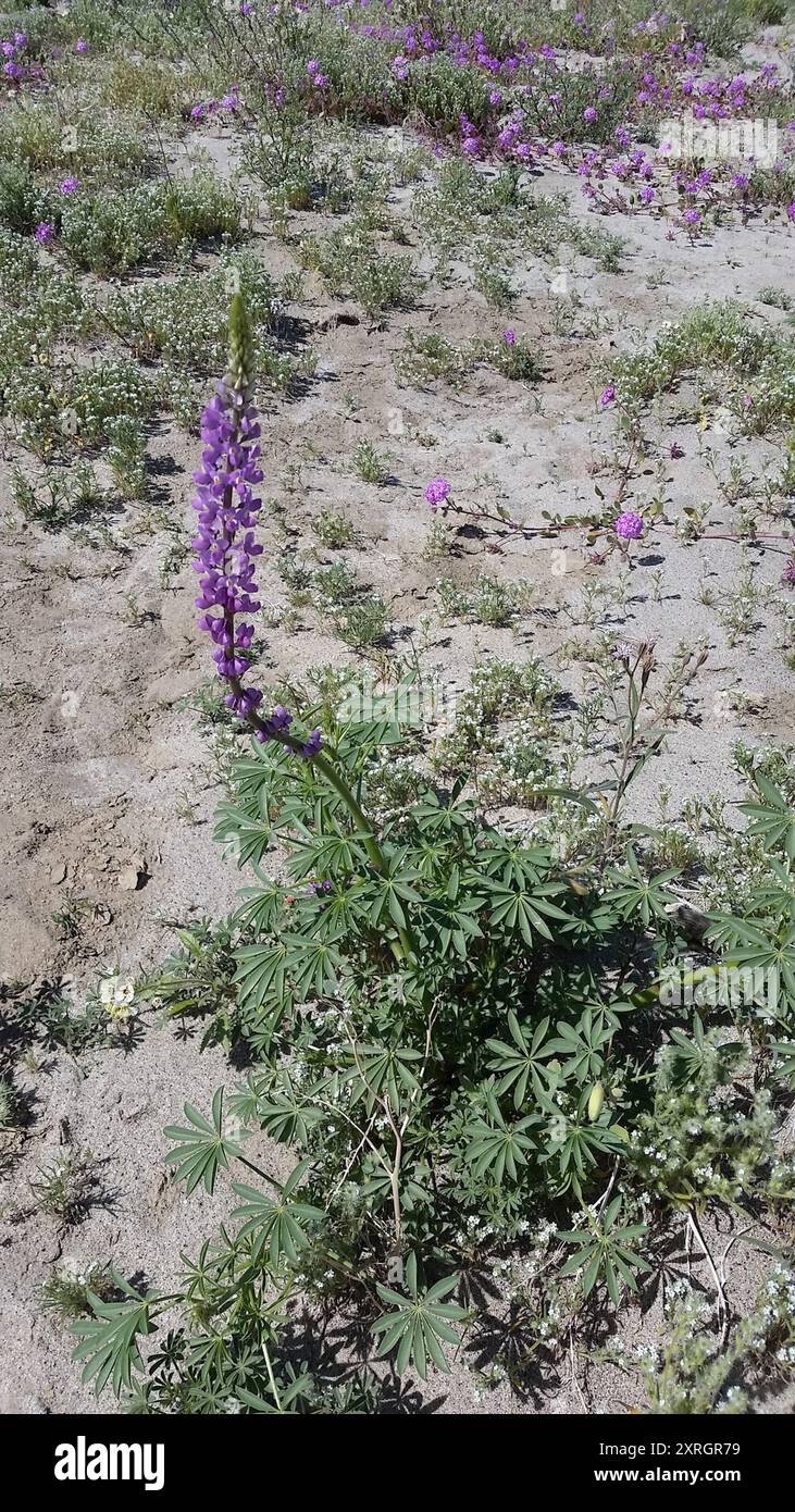 Arizona lupine (Lupinus arizonicus) Plantae Stock Photo - Alamy