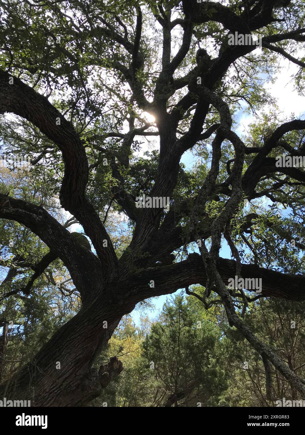 Texas live oak (Quercus fusiformis) Plantae Stock Photo - Alamy