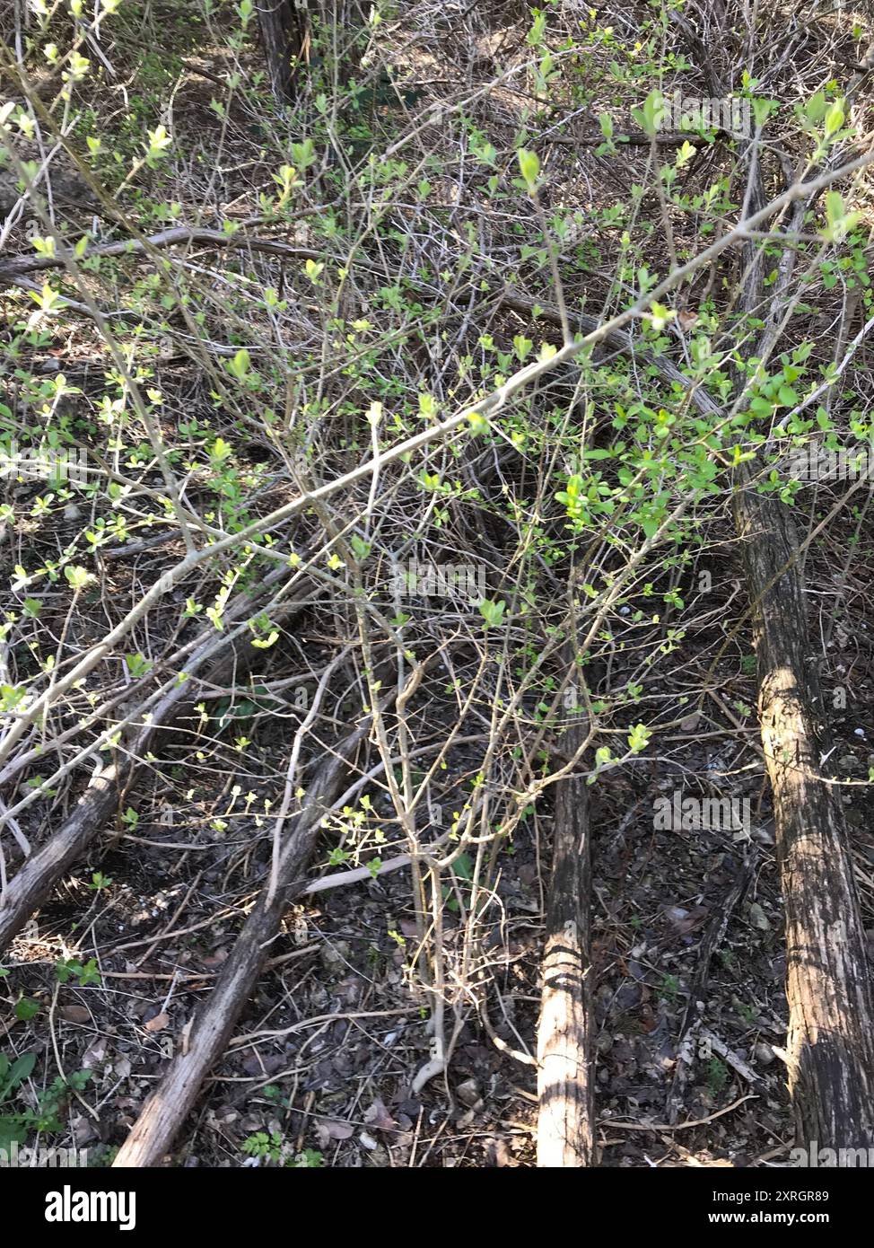 Stretchberry (Forestiera pubescens) Plantae Stock Photo - Alamy