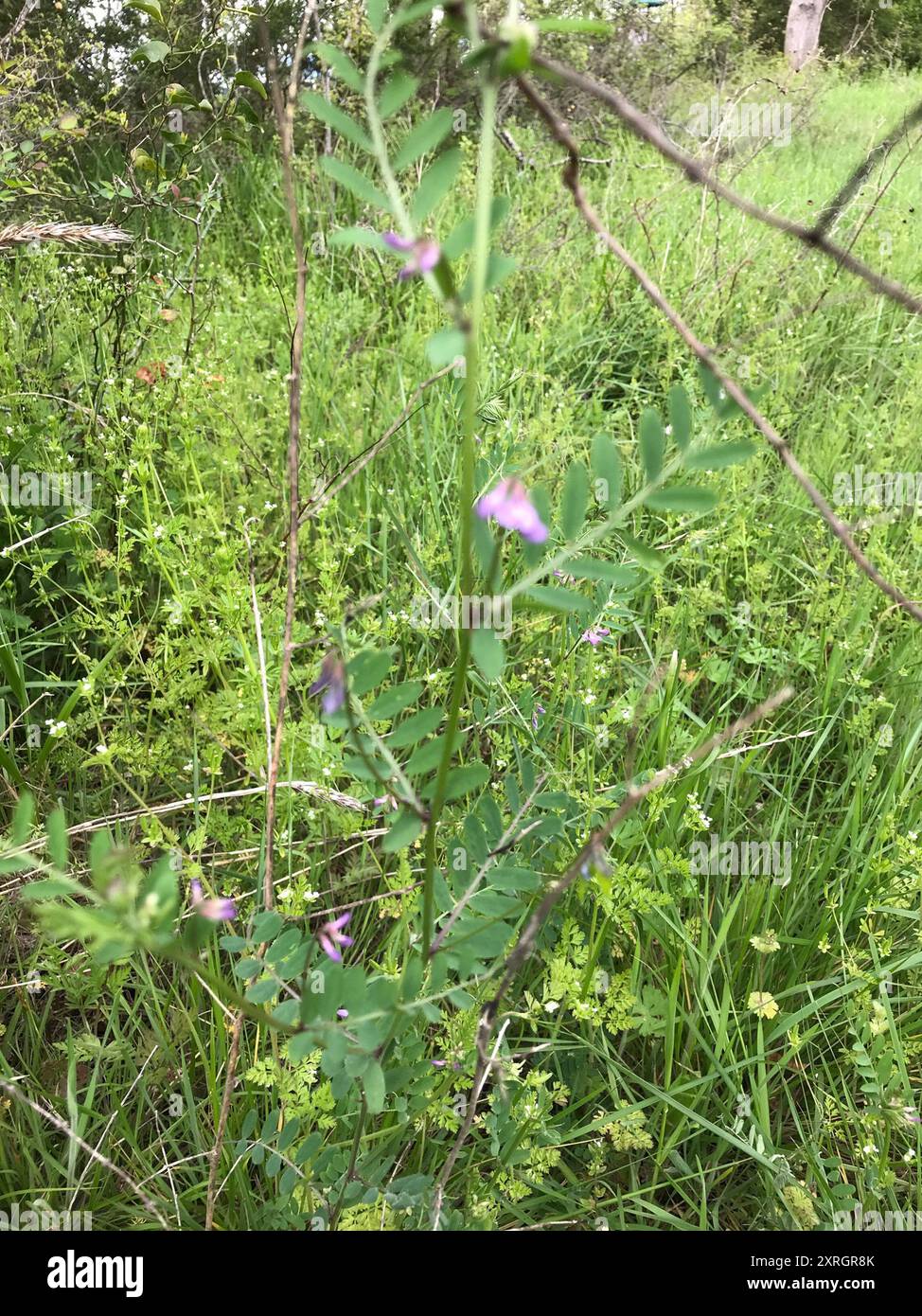 slender vetch (Vicia ludoviciana) Plantae Stock Photo - Alamy