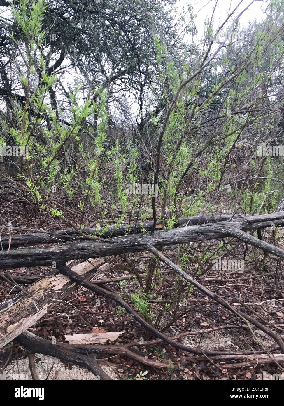 Poverty Weed (Baccharis neglecta) Plantae Stock Photo - Alamy