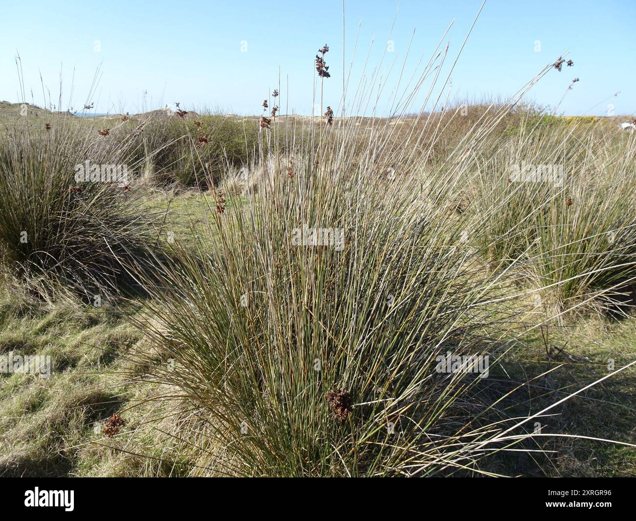 spiny rush (Juncus acutus) Plantae Stock Photo - Alamy