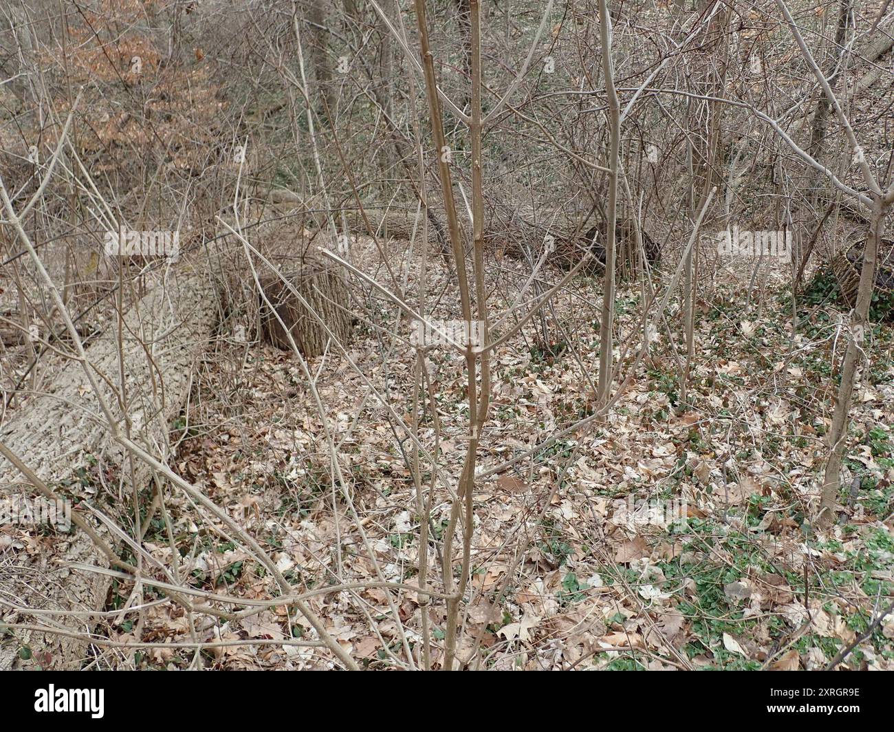 blue ash (Fraxinus quadrangulata) Plantae Stock Photo - Alamy