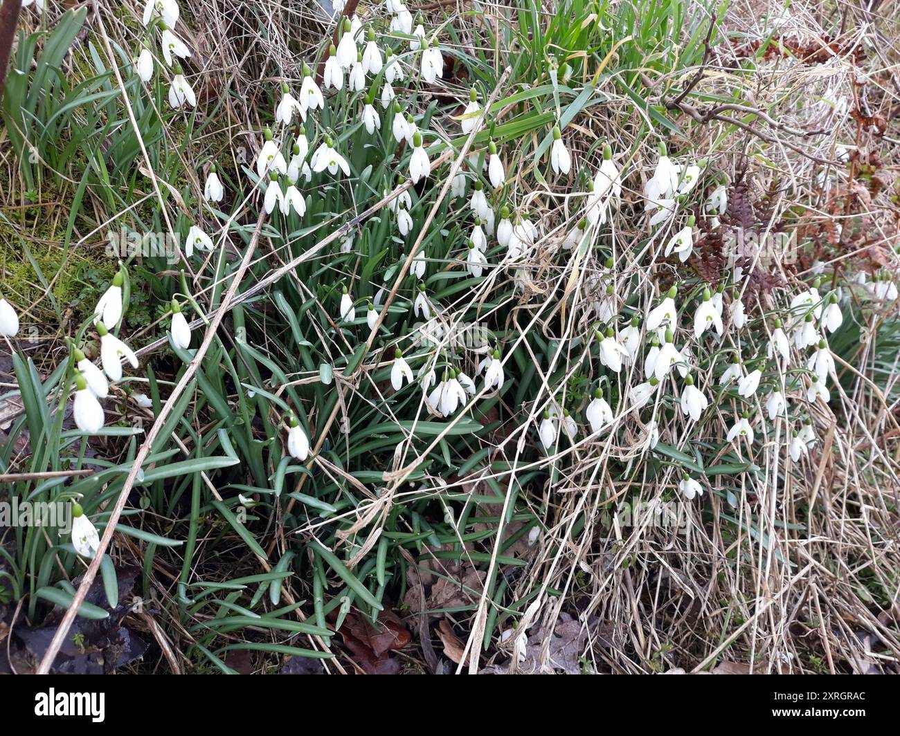 common snowdrop (Galanthus nivalis) Plantae Stock Photo - Alamy