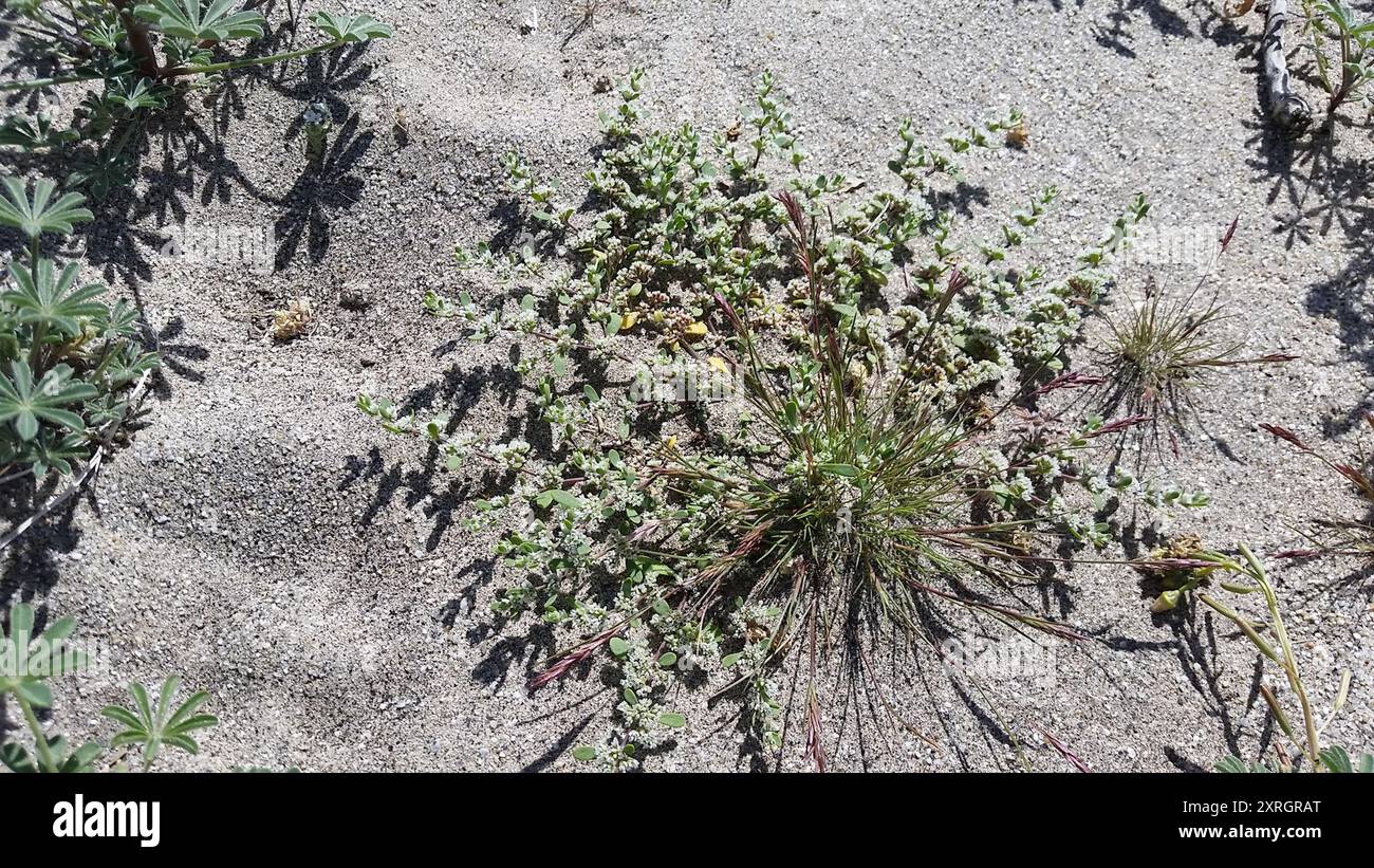 Frost Mat (Achyronychia cooperi) Plantae Stock Photo - Alamy