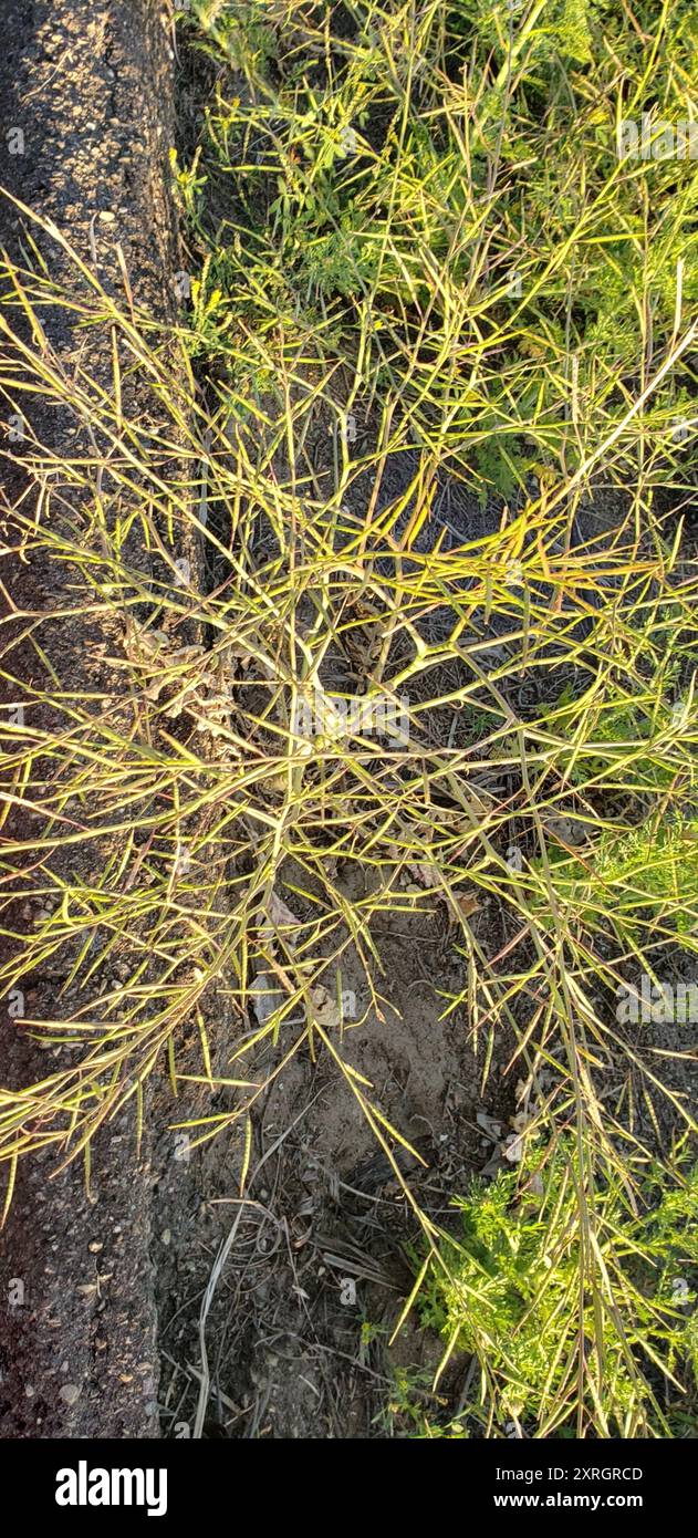 mustard family (Brassicaceae) Plantae Stock Photo - Alamy