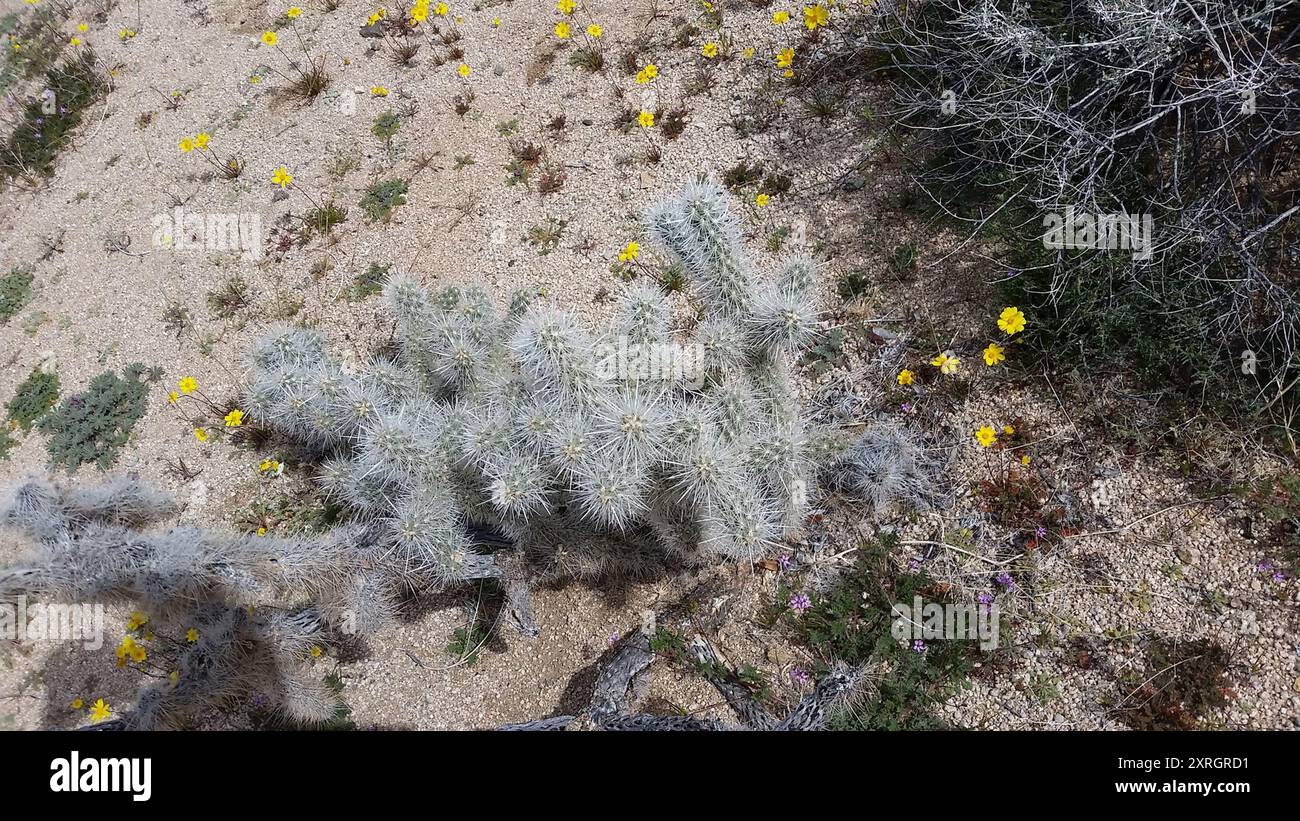 Silver Cholla (Cylindropuntia echinocarpa) Plantae Stock Photo - Alamy