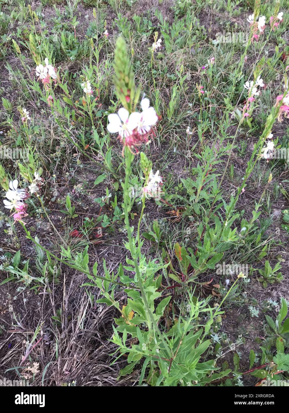 roadside gaura (Oenothera suffulta) Plantae Stock Photo - Alamy