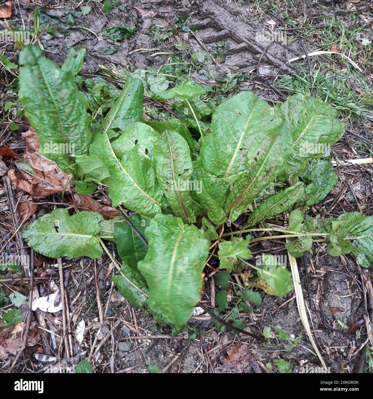 broad-leaved dock (Rumex obtusifolius) Plantae Stock Photo - Alamy