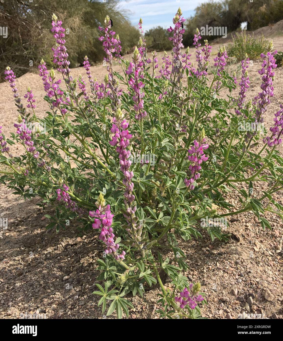 Arizona lupine (Lupinus arizonicus) Plantae Stock Photo - Alamy