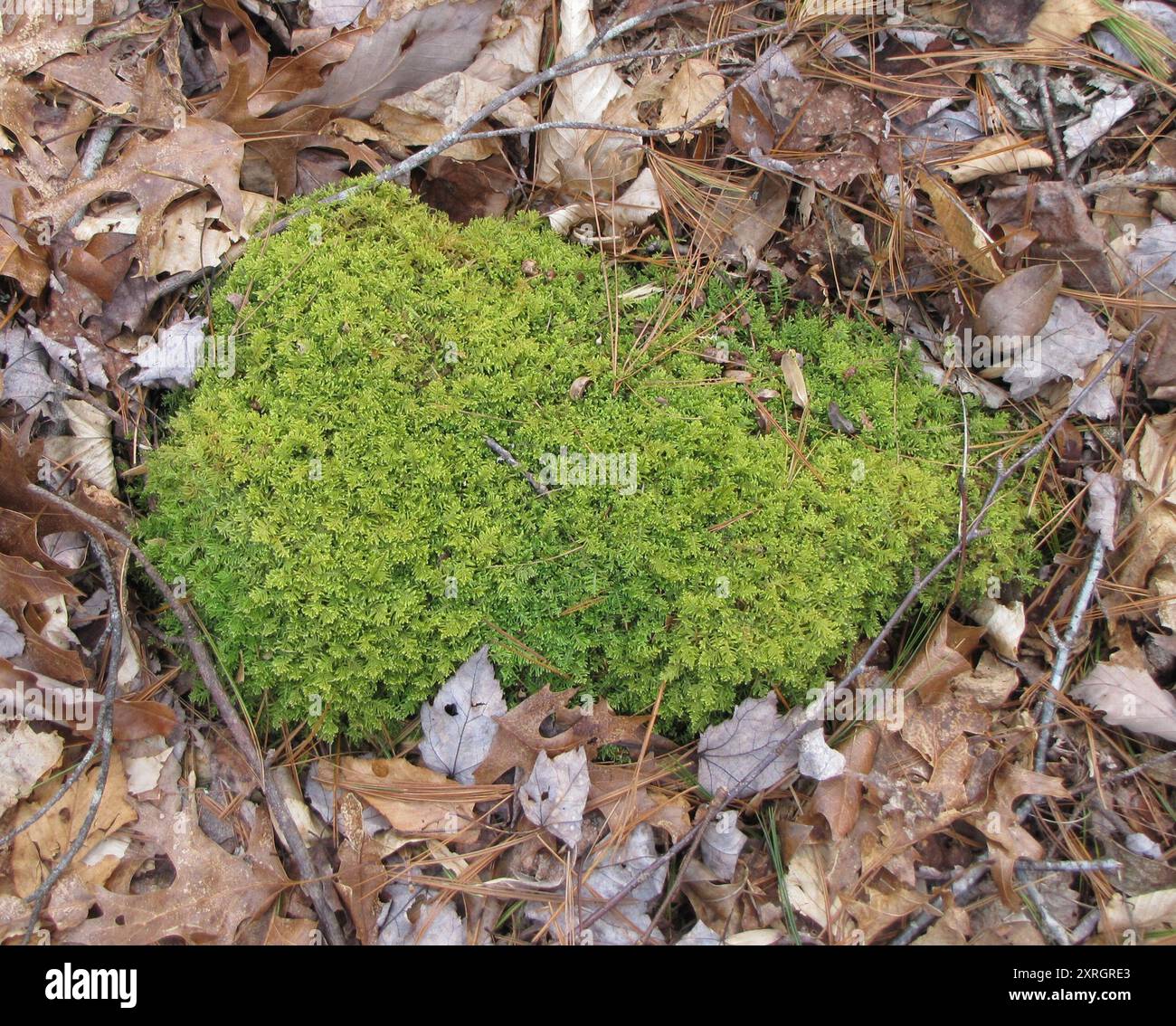 brocade moss (Callicladium imponens) Plantae Stock Photo - Alamy
