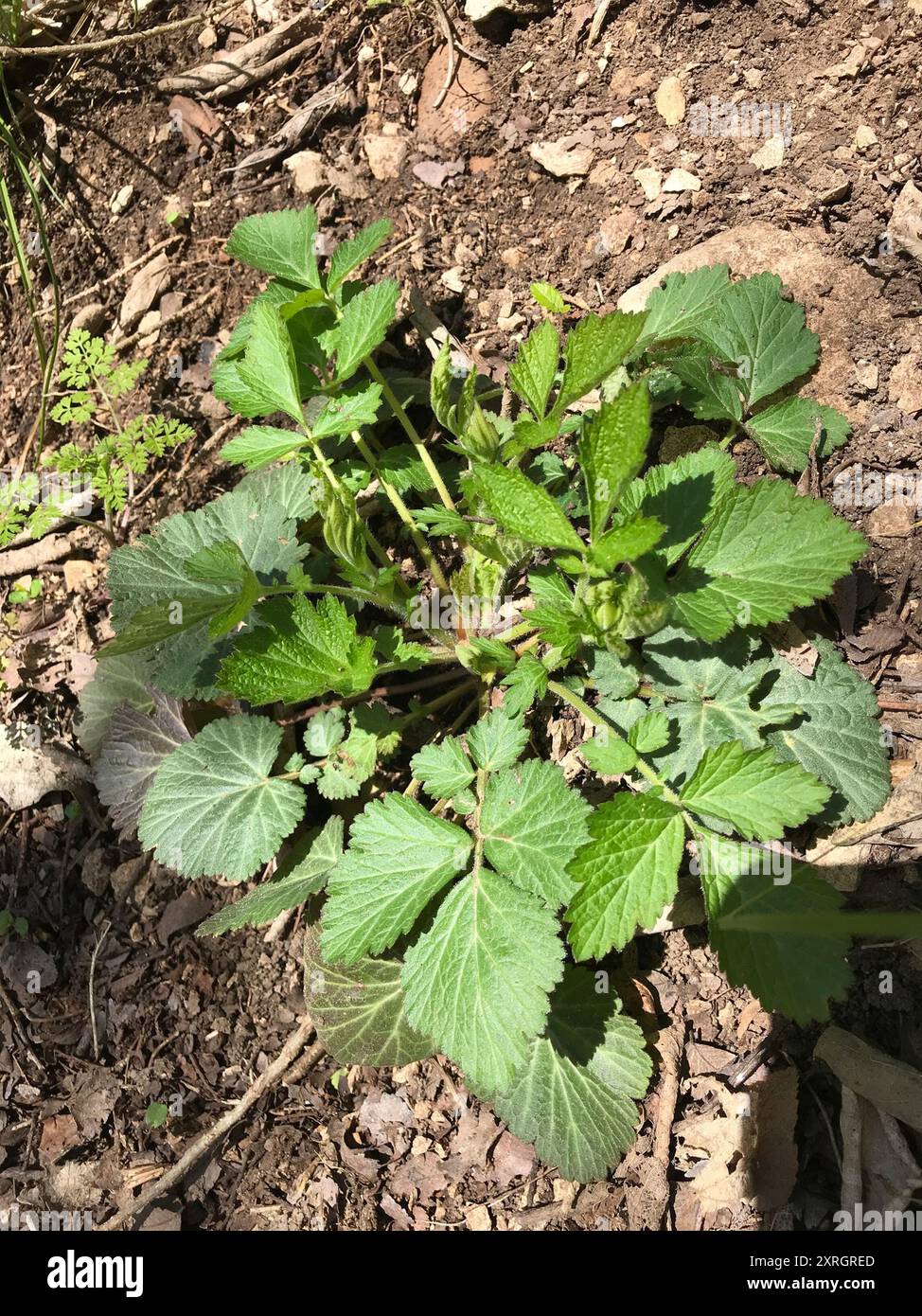 white avens (Geum canadense) Plantae Stock Photo - Alamy