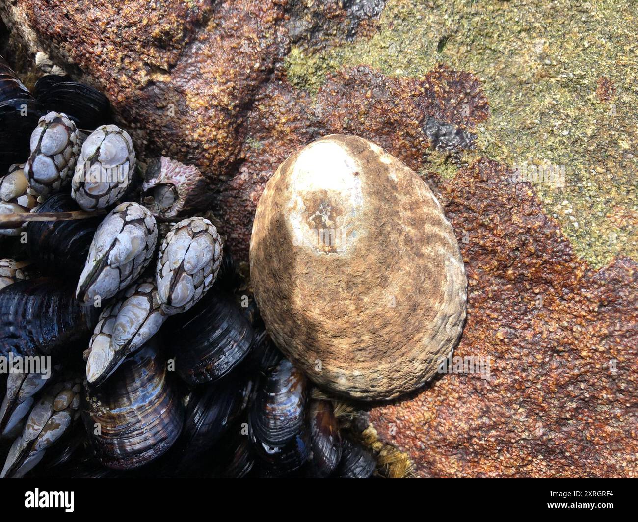 Owl Limpet (Lottia gigantea) Mollusca Stock Photo - Alamy