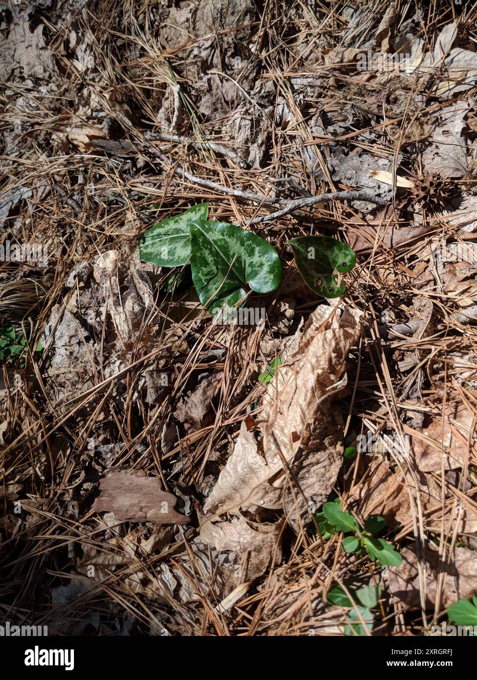 little heartleaf (Asarum minus) Plantae Stock Photo - Alamy