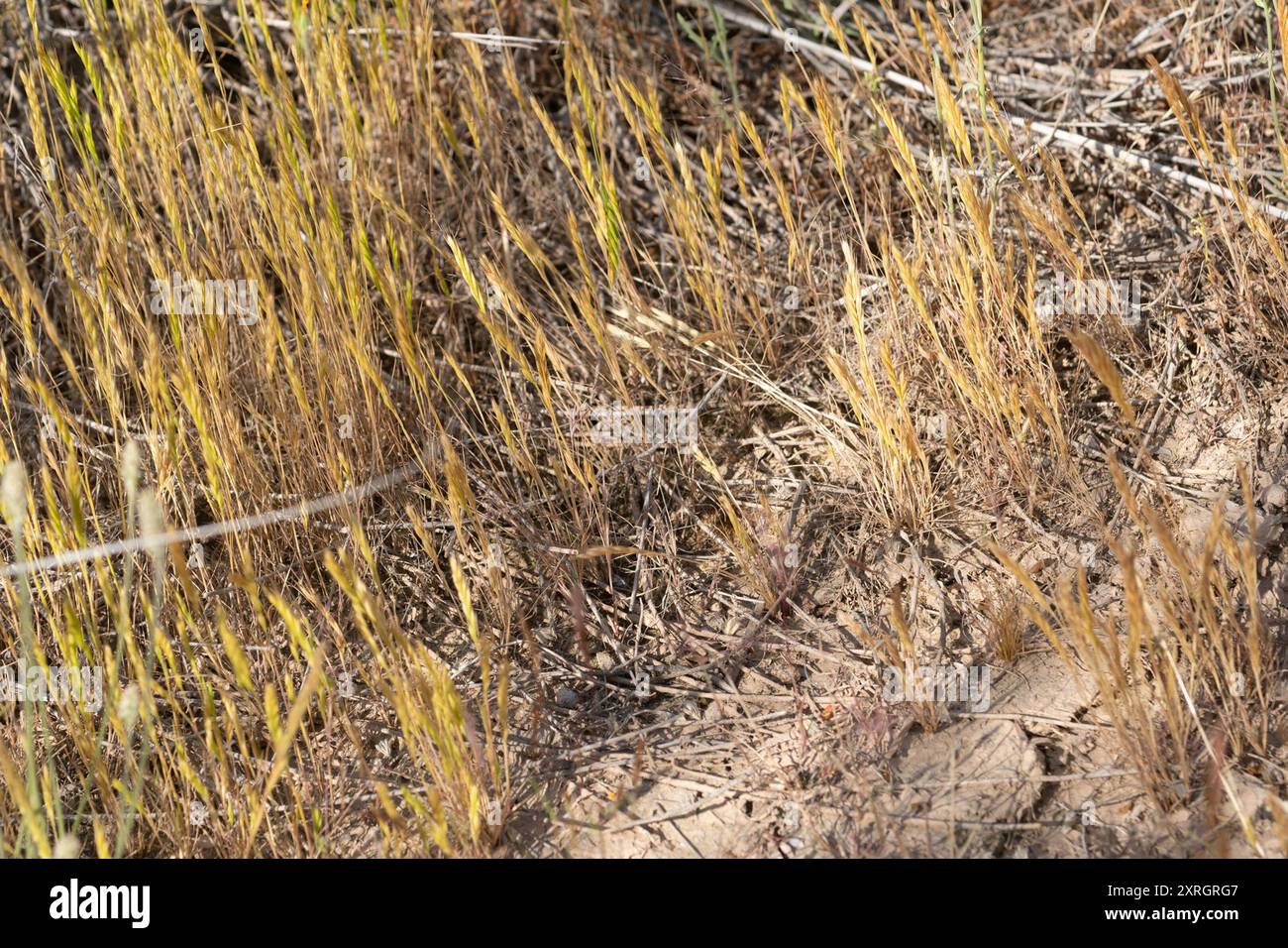 sixweeks grass (Festuca octoflora) Plantae Stock Photo - Alamy