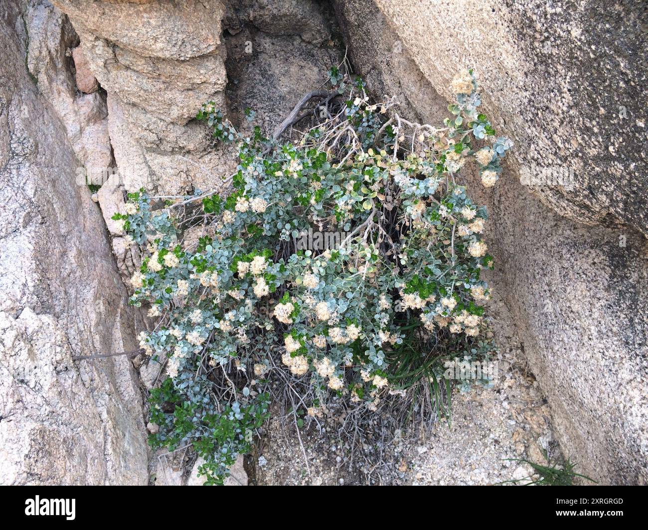 Wedgeleaf Goldenbush (Ericameria cuneata) Plantae Stock Photo - Alamy