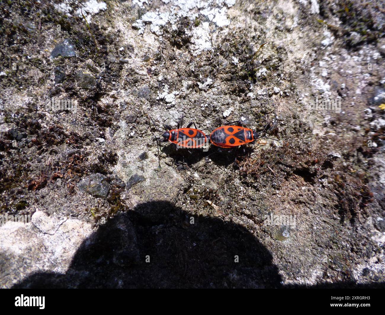 European Firebug (Pyrrhocoris apterus) Insecta Stock Photo - Alamy