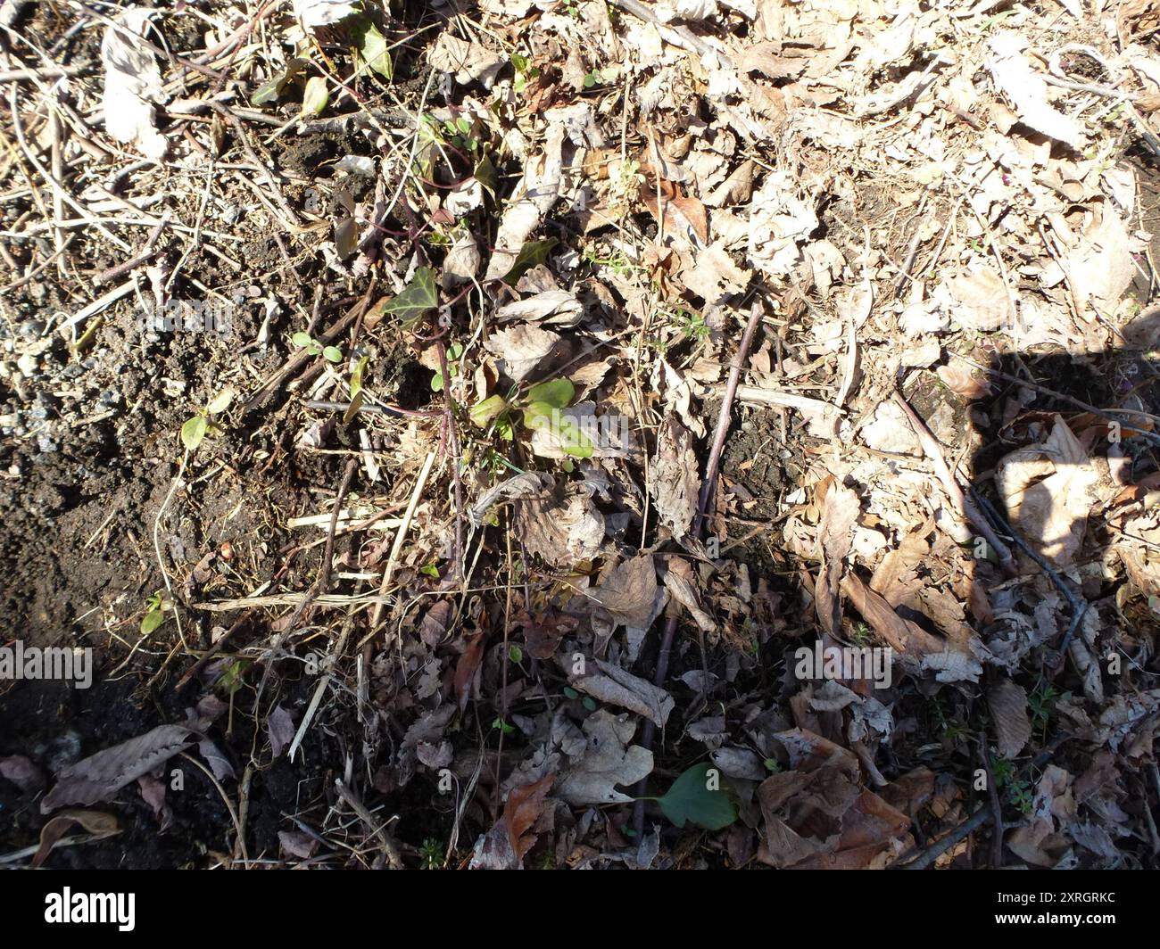 dicots (Magnoliopsida) Plantae Stock Photo - Alamy