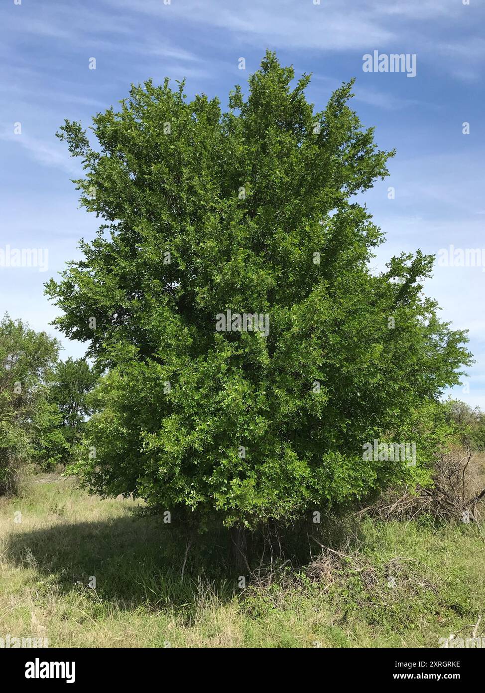 Cedar Elm (Ulmus crassifolia) Plantae Stock Photo - Alamy