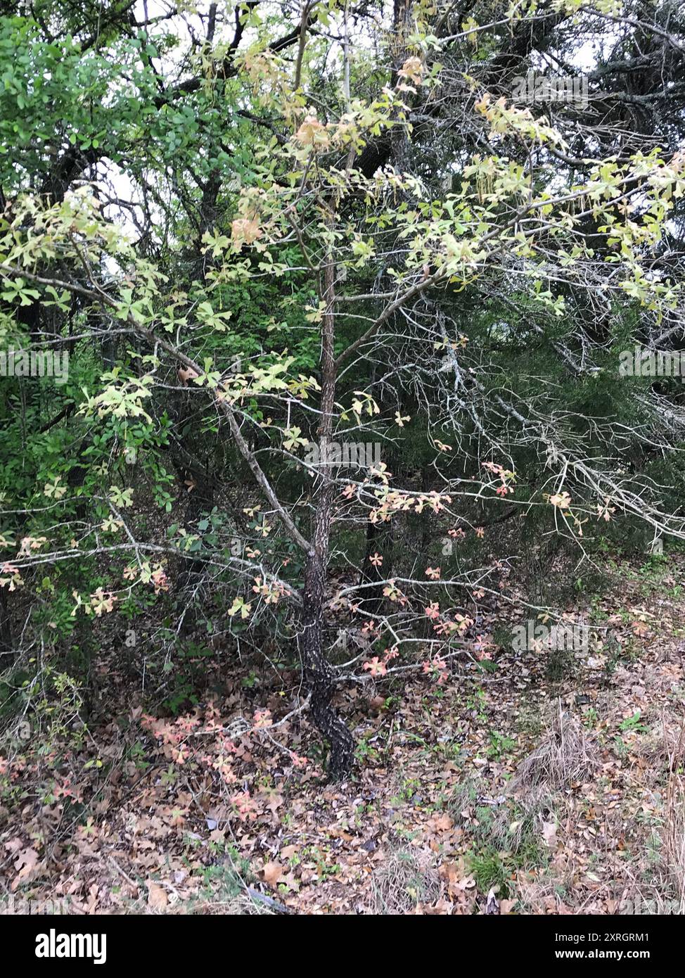 blackjack oak (Quercus marilandica) Plantae Stock Photo - Alamy