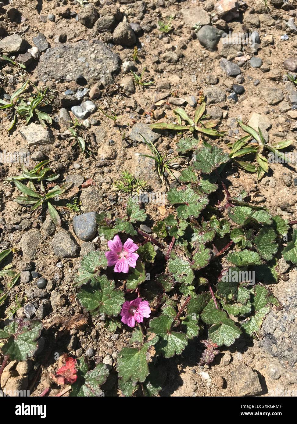 purple-stemmed checkerbloom (Sidalcea malviflora purpurea) Plantae ...