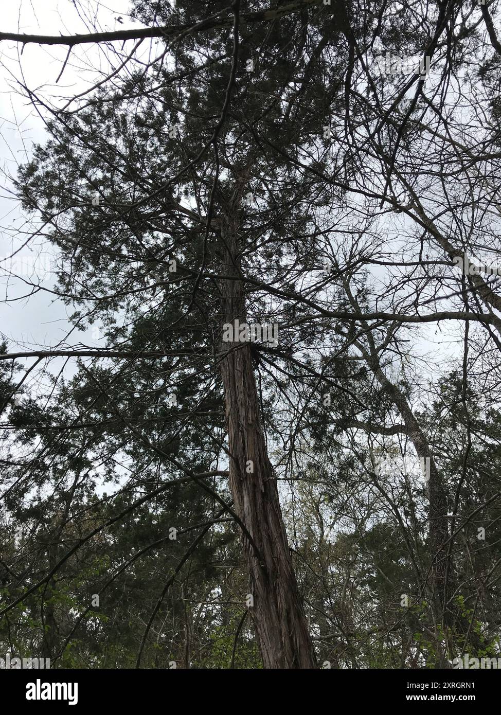 Ashe juniper (Juniperus ashei) Plantae Stock Photo - Alamy