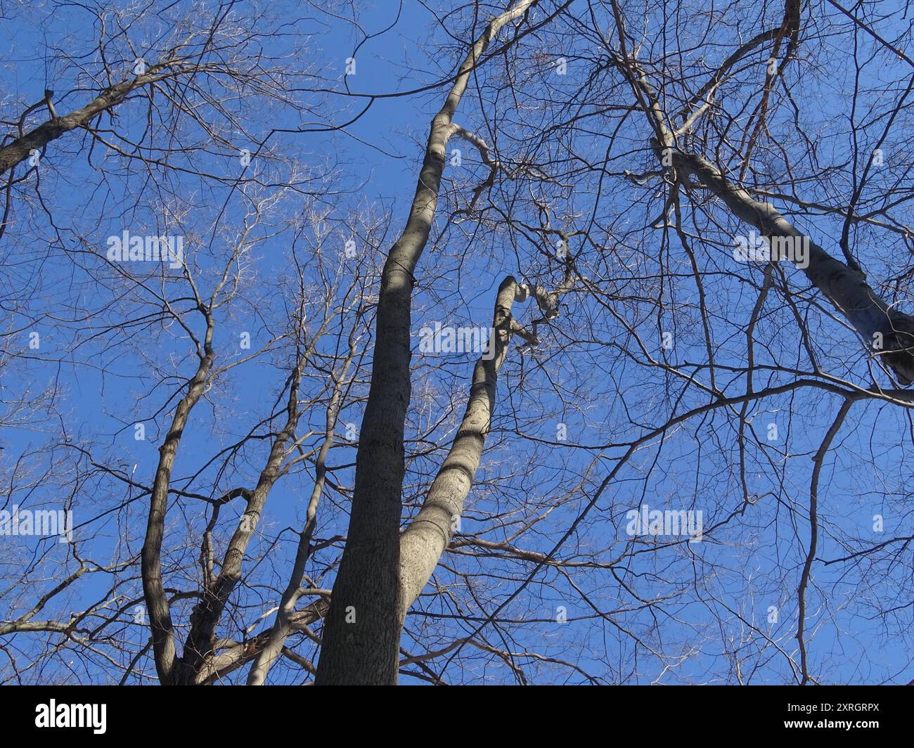 bitternut hickory (Carya cordiformis) Plantae Stock Photo - Alamy